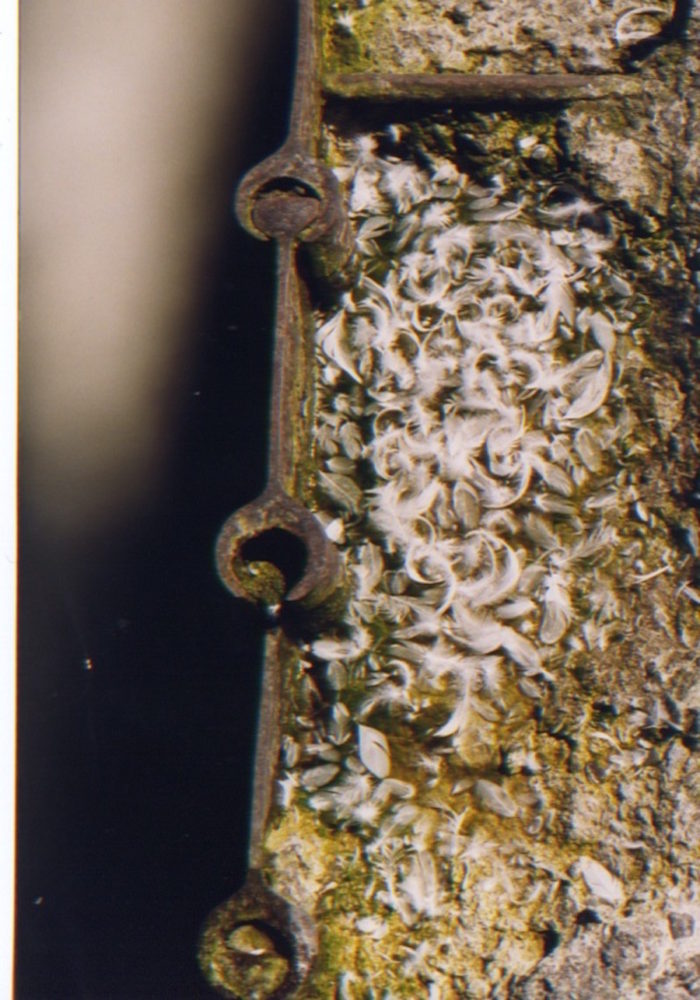 Christie Pearson | FEATHER BATH